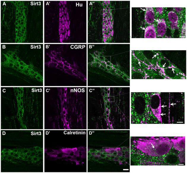 HuC/HuD Antibody, Biotin (A-21272)