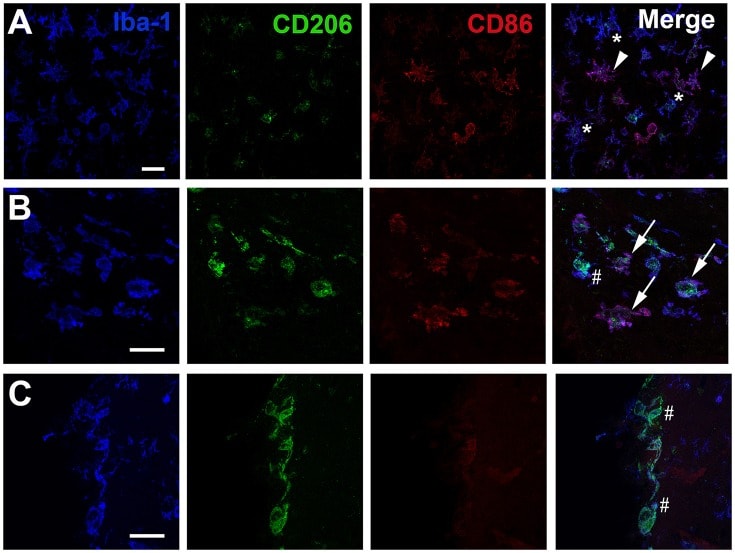 CD86 (B7-2) Antibody (14-0862-82)