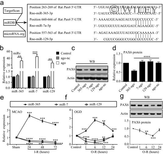 PAX6 Antibody (42-6600)