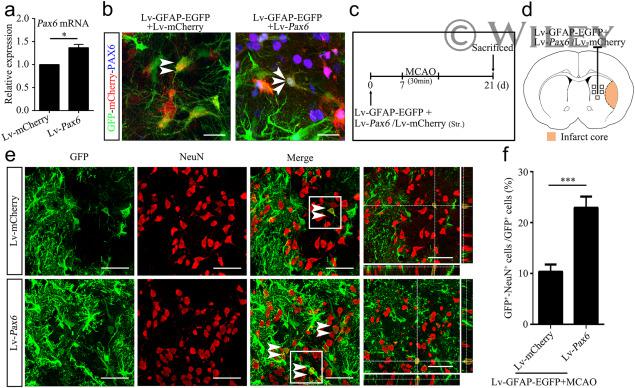 PAX6 Antibody (42-6600)