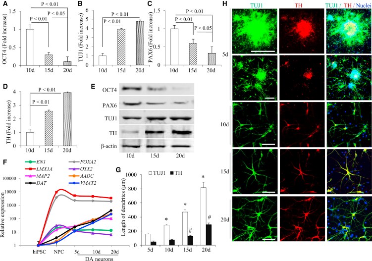 PAX6 Antibody (42-6600)