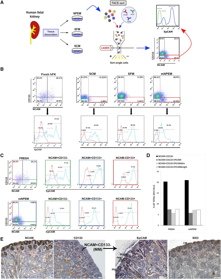 CD326 (EpCAM) Antibody, PE (12-9326-42)