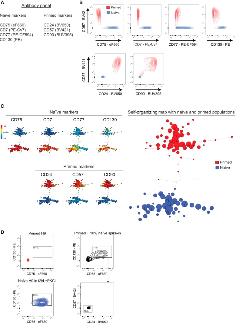 CD75 Antibody, eFluor® 660 (50-0759-42)