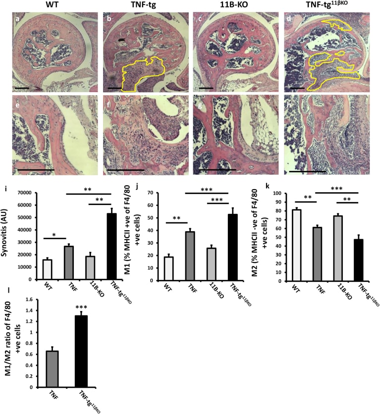 CD170 (Siglec F) Antibody, PE (12-1702-82)
