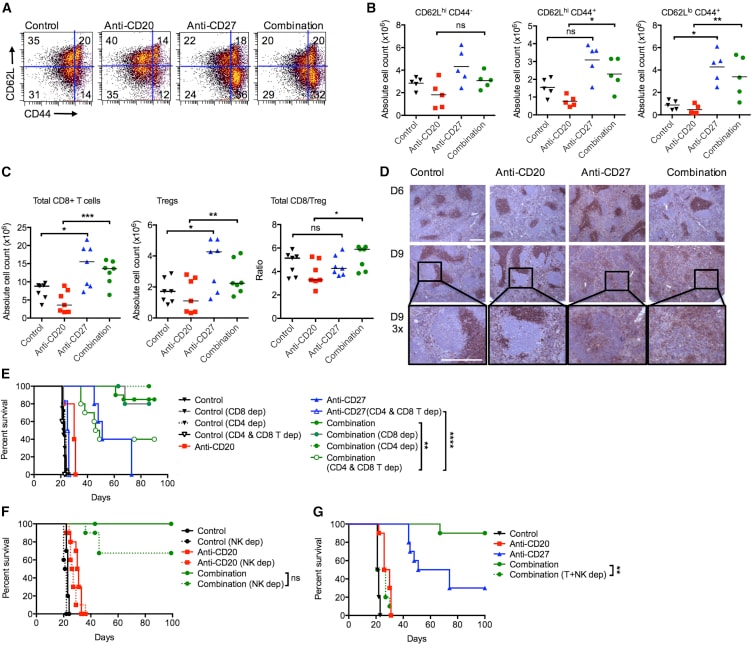 CD62L (L-Selectin) Antibody, APC (17-0621-82)