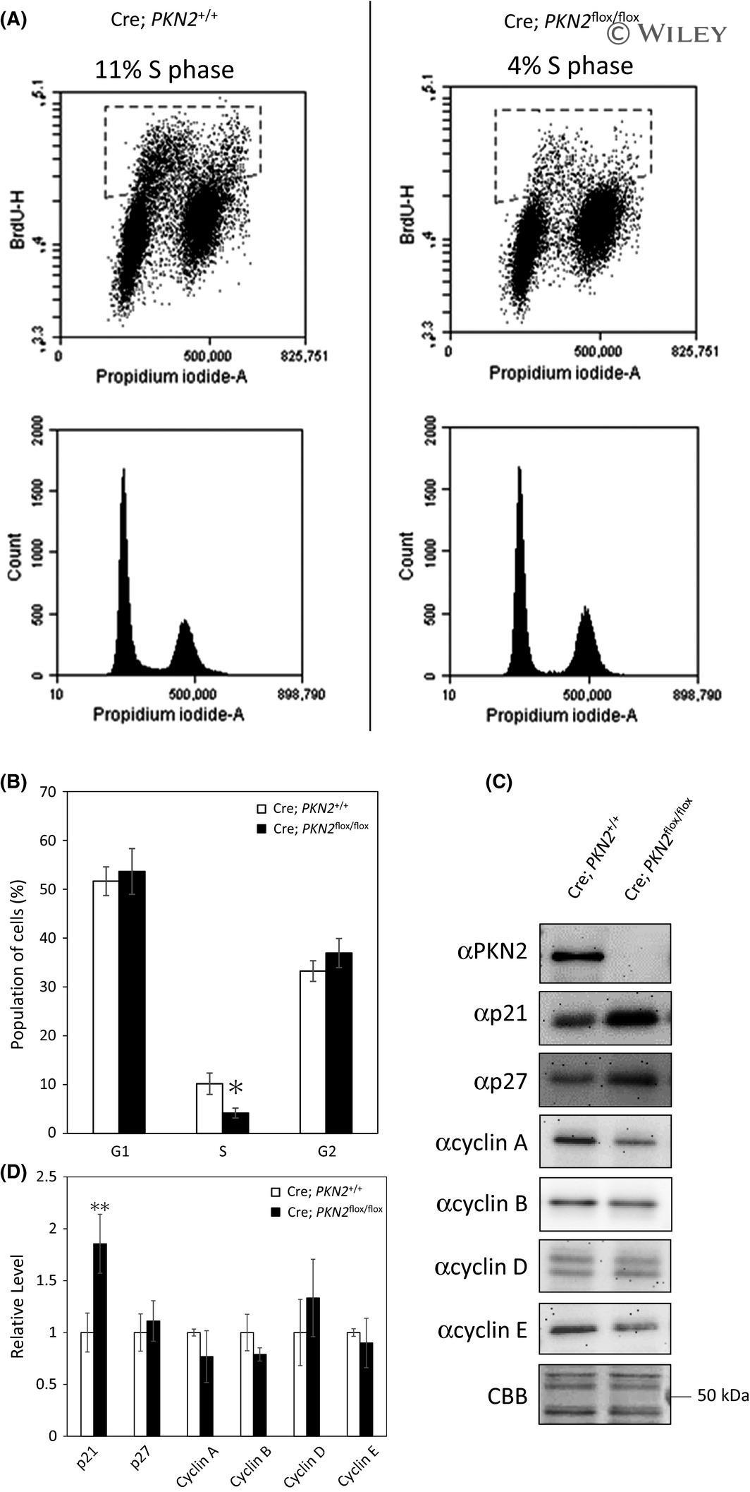 BrdU Antibody, FITC (11-5071-42)