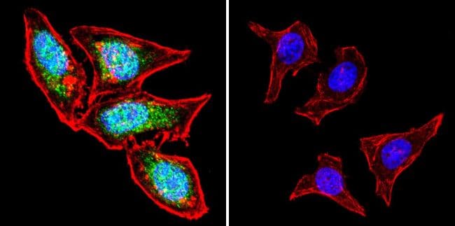 iNOS Antibody (PA3-030A)