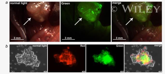 CD326 (EpCAM) Antibody (14-9326-82)