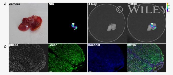 CD326 (EpCAM) Antibody, Biotin (13-9326-82)