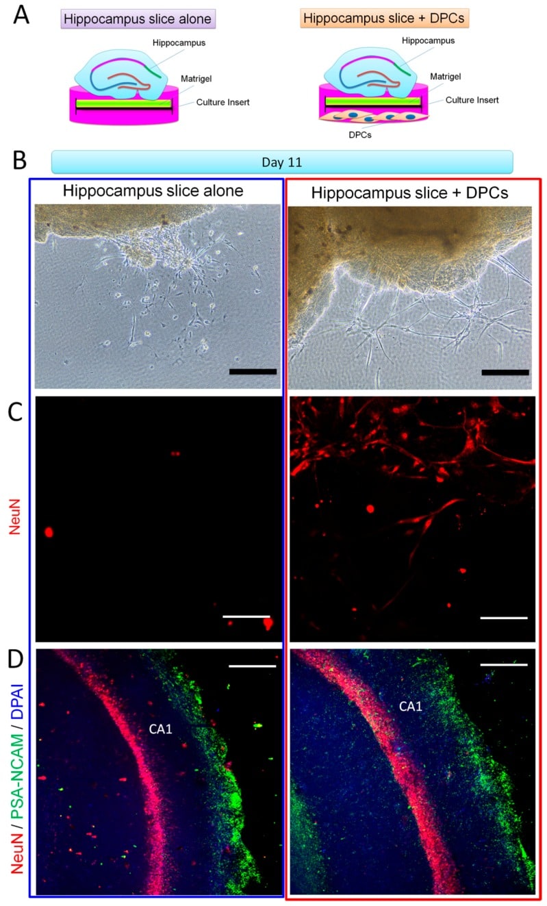 PSA-NCAM Antibody (14-9118-82)