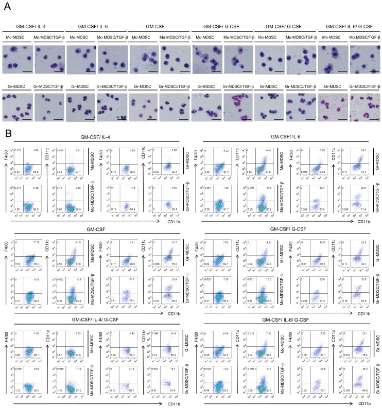 CD11c Antibody, FITC (11-0114-82)