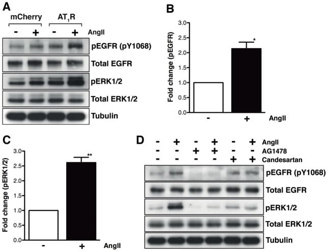 Phospho-EGFR (Tyr1068) Antibody (44-788G)