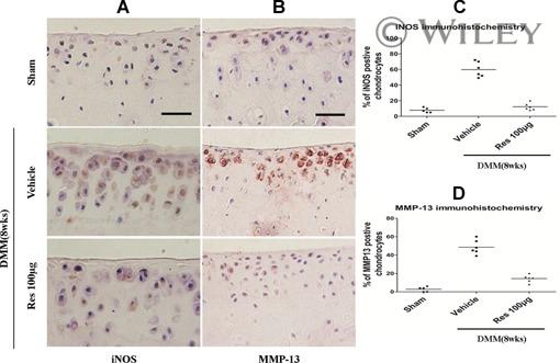 iNOS Antibody (PA3-030A)