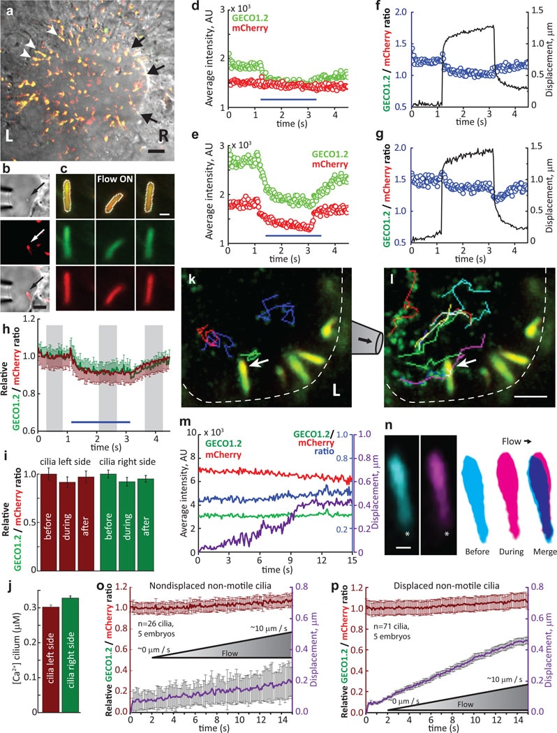 mCherry Antibody, Alexa Fluor® 594 (M11240)