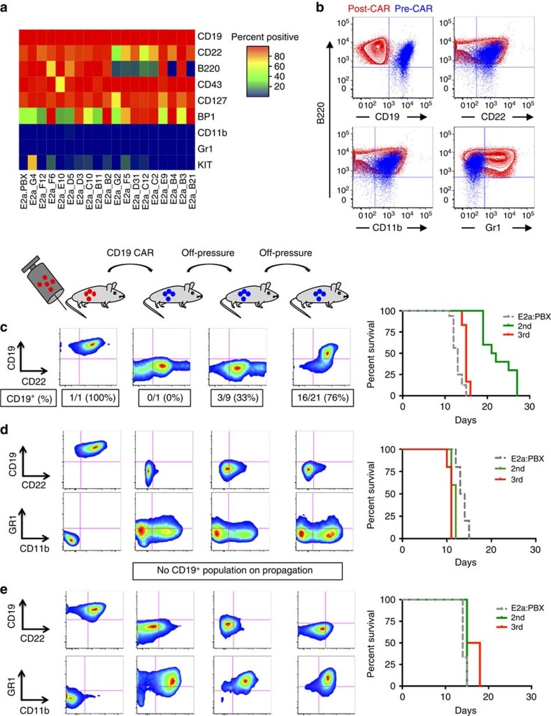 CD11b Antibody, FITC (11-0118-42)