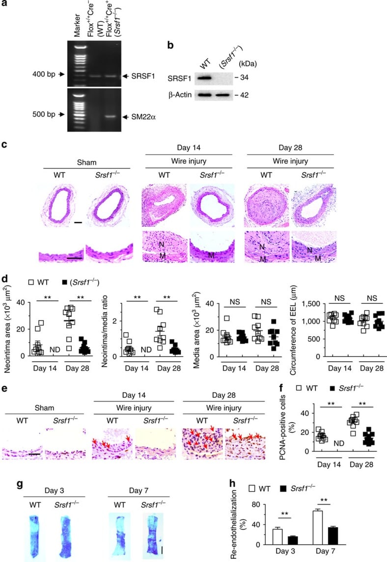 SRSF1 Antibody (32-4500)