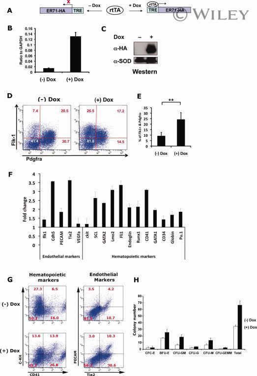 CD140a (PDGFRA) Antibody, APC (17-1401-81)