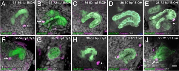 GFP Antibody (33-2600)