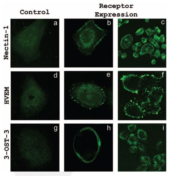 Nectin 1 Antibody (37-5900)
