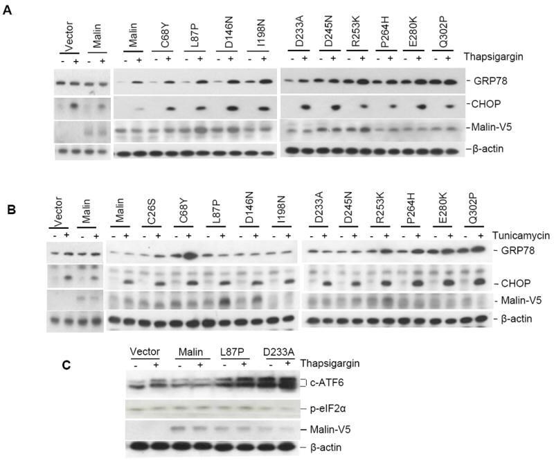 CHOP Antibody (MA1-250)