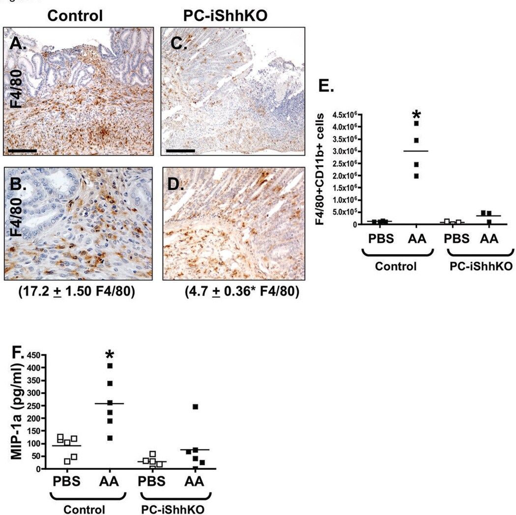 F4/80 Antibody, APC (MF48005)