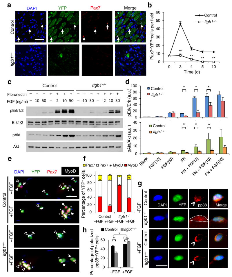 PAX7 Antibody (PA1-117)