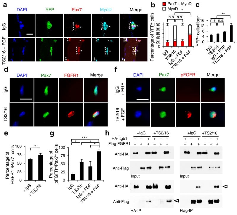 PAX7 Antibody (PA1-117)