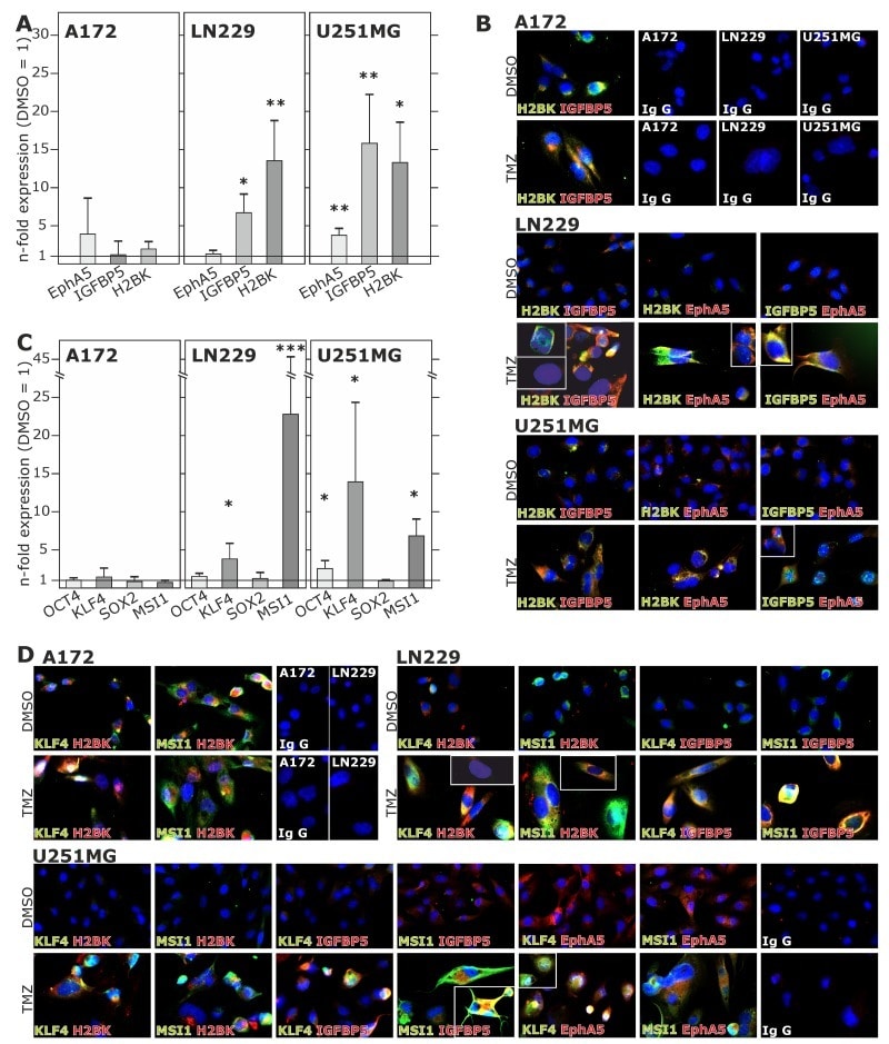 KLF4 Antibody (MA5-15672)