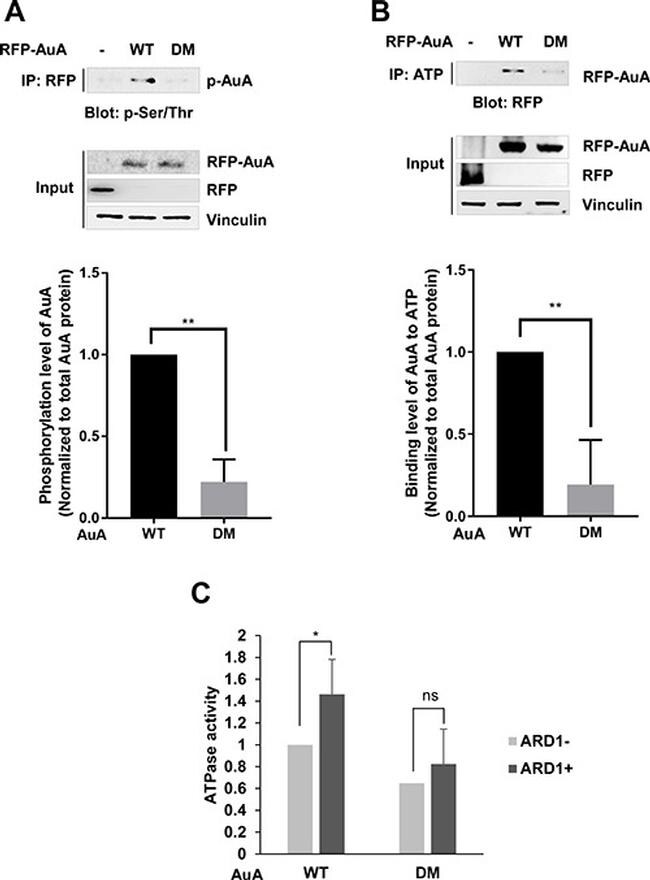 RFP Antibody (MA5-15257)