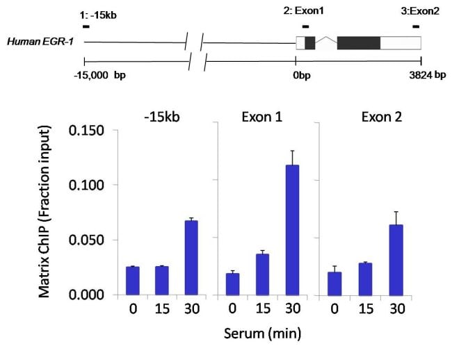 p300 Antibody (PA1-848)