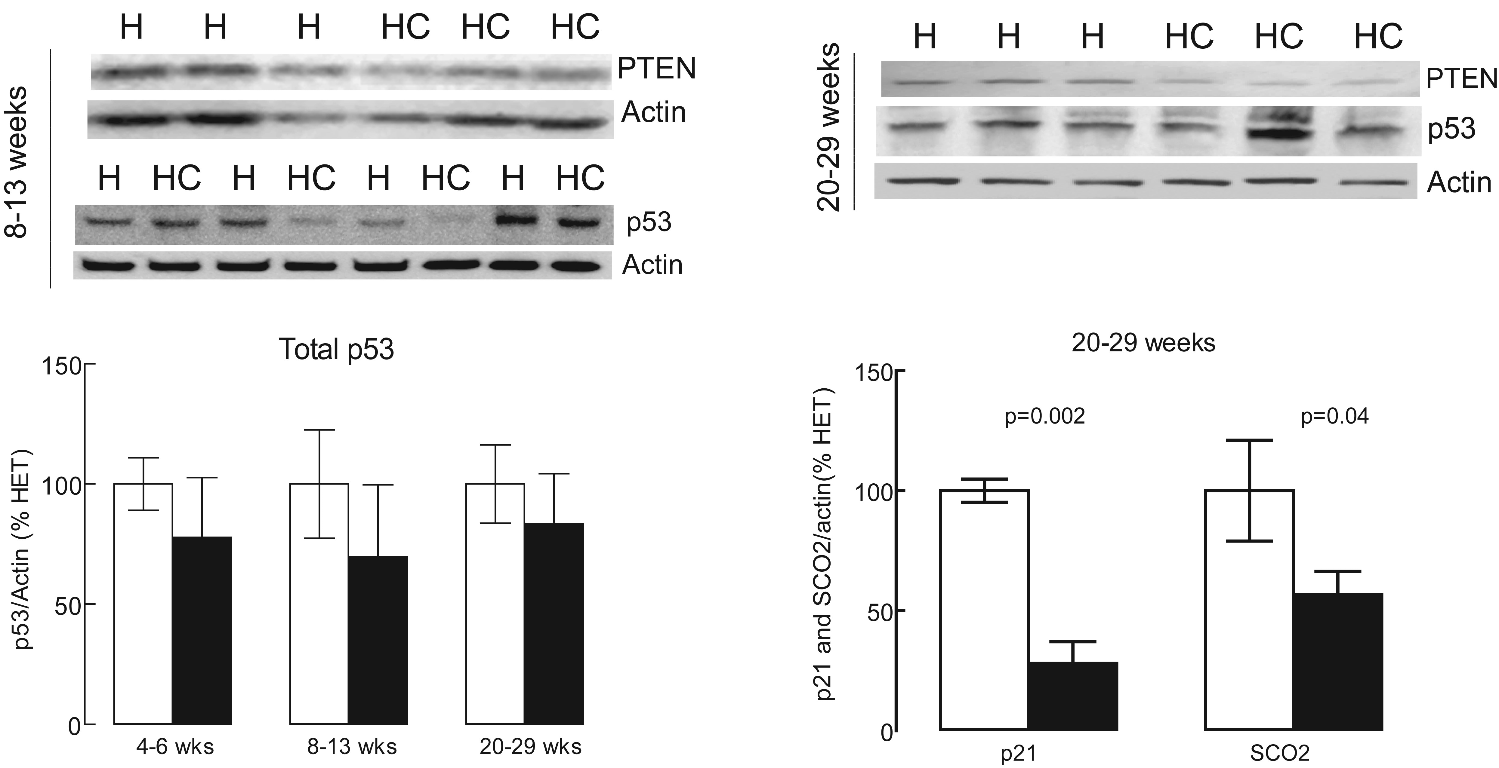 p53 Antibody (13-4100)