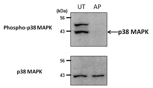 Phospho-p38 MAPK (Thr180, Tyr182) Antibody (MA5-15182)