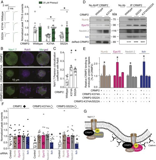 RAB5 Antibody (PA3-915)