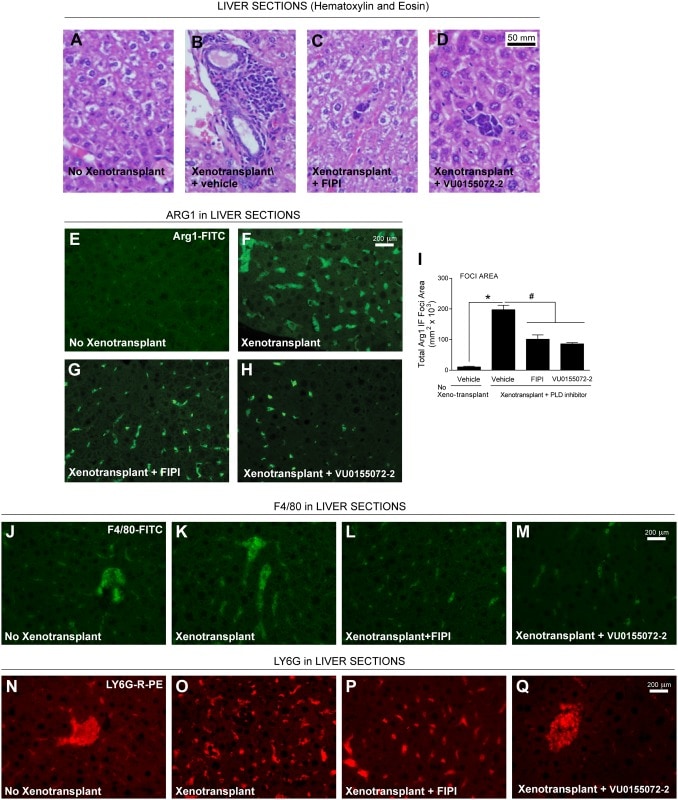 F4/80 Antibody, Alexa Fluor™ 488 (MF48020)