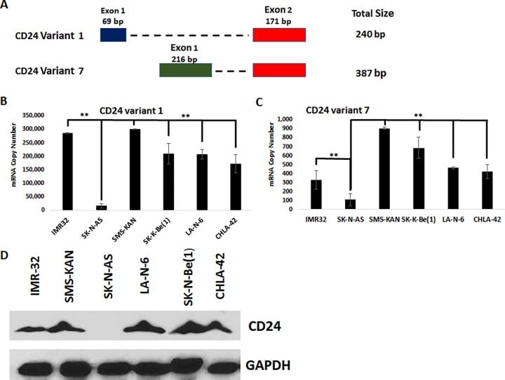 CD24 Antibody (MA5-11828)