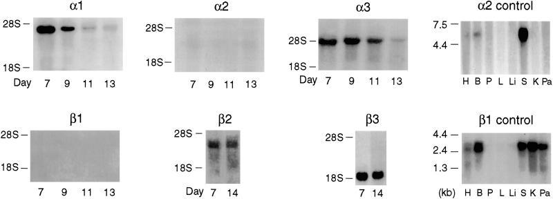 ATP1A3 Antibody (MA3-915)