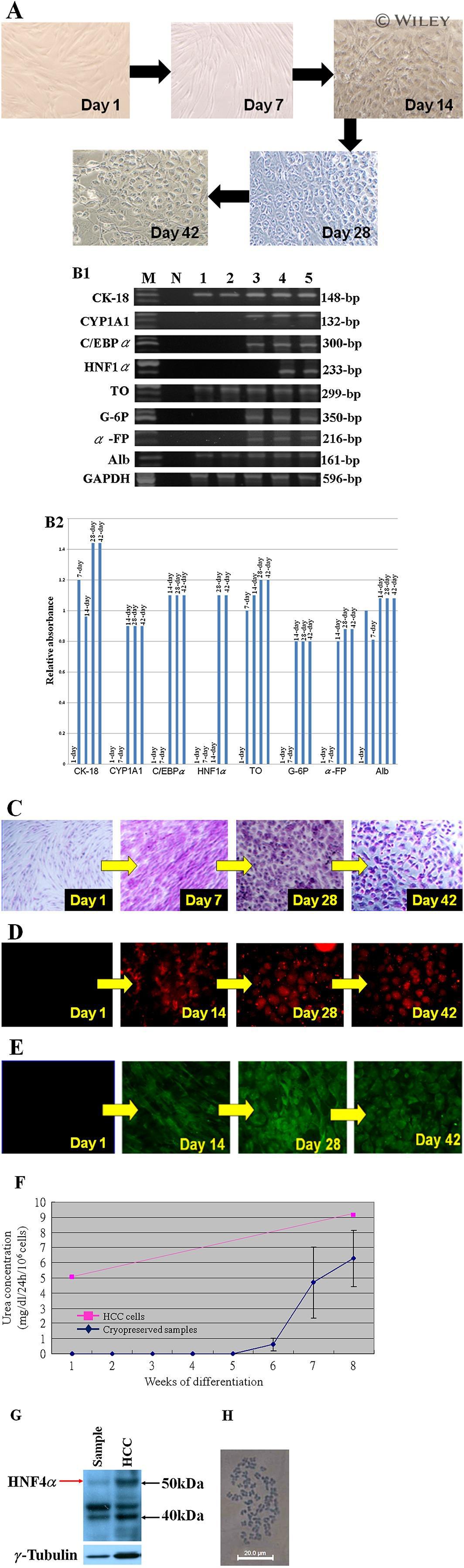Bovine Serum Albumin Antibody (A11133)