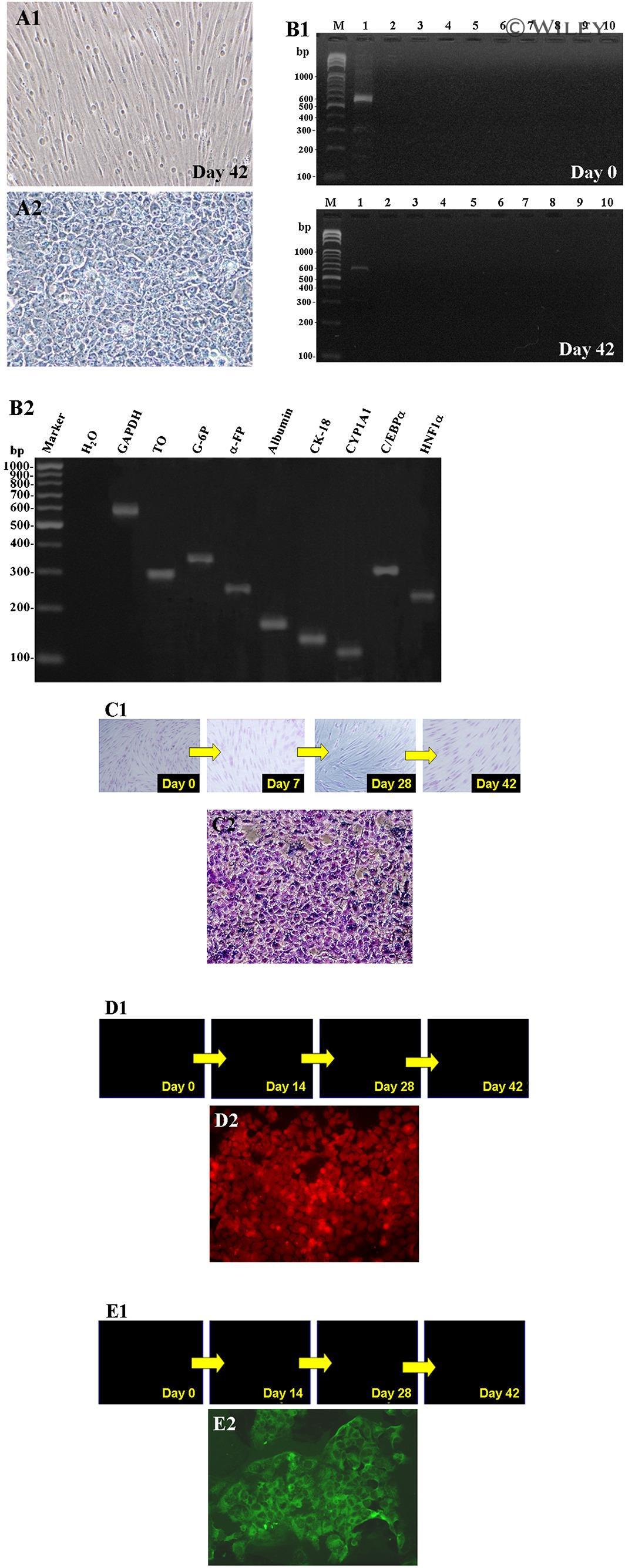 Bovine Serum Albumin Antibody (A11133)