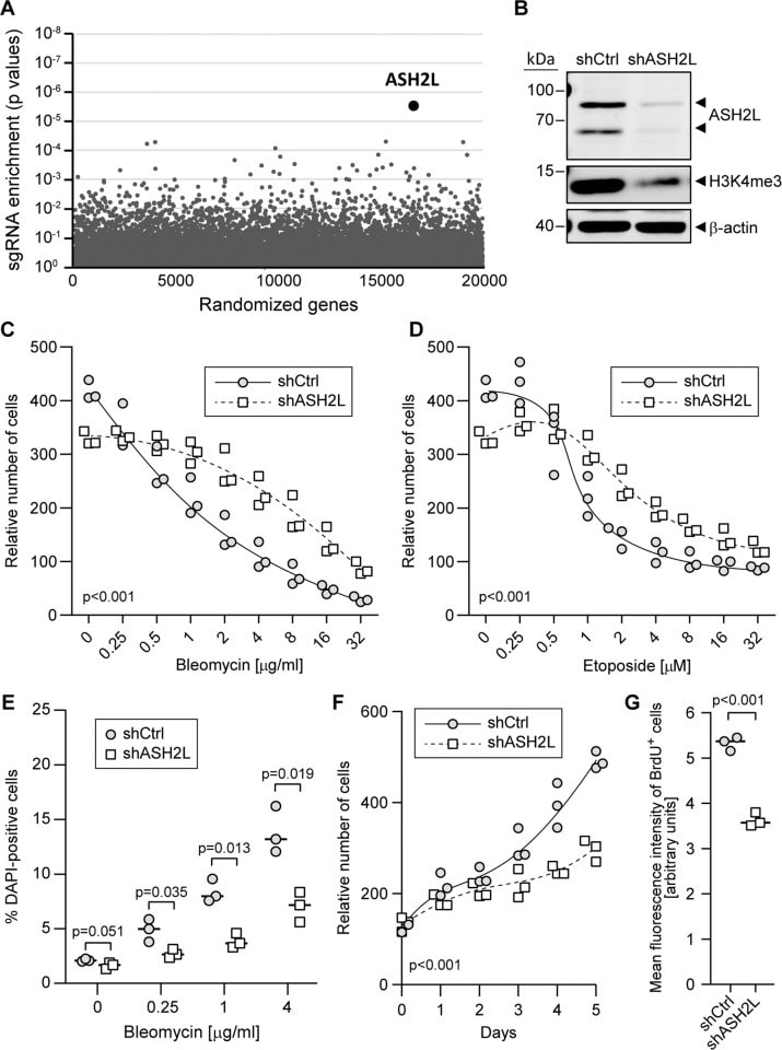 BrdU Antibody, FITC (11-5071-42)