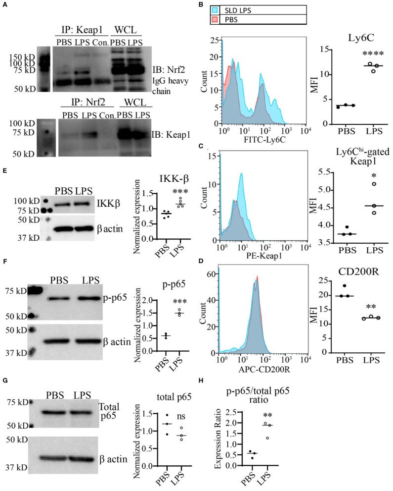 CD200 Receptor Antibody, APC (17-5201-82)