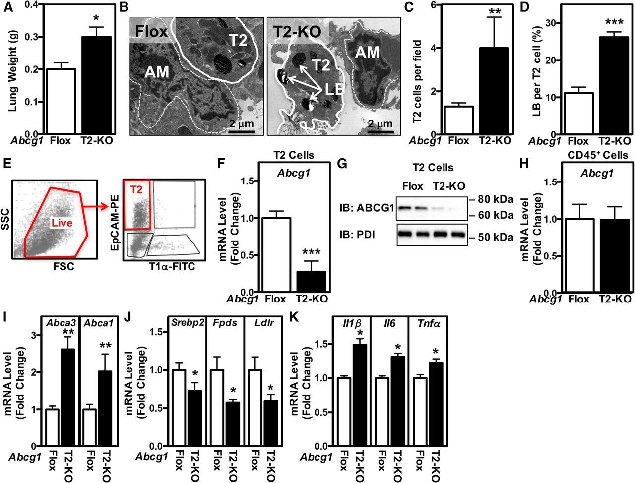 CD326 (EpCAM) Antibody, APC (17-5791-82)