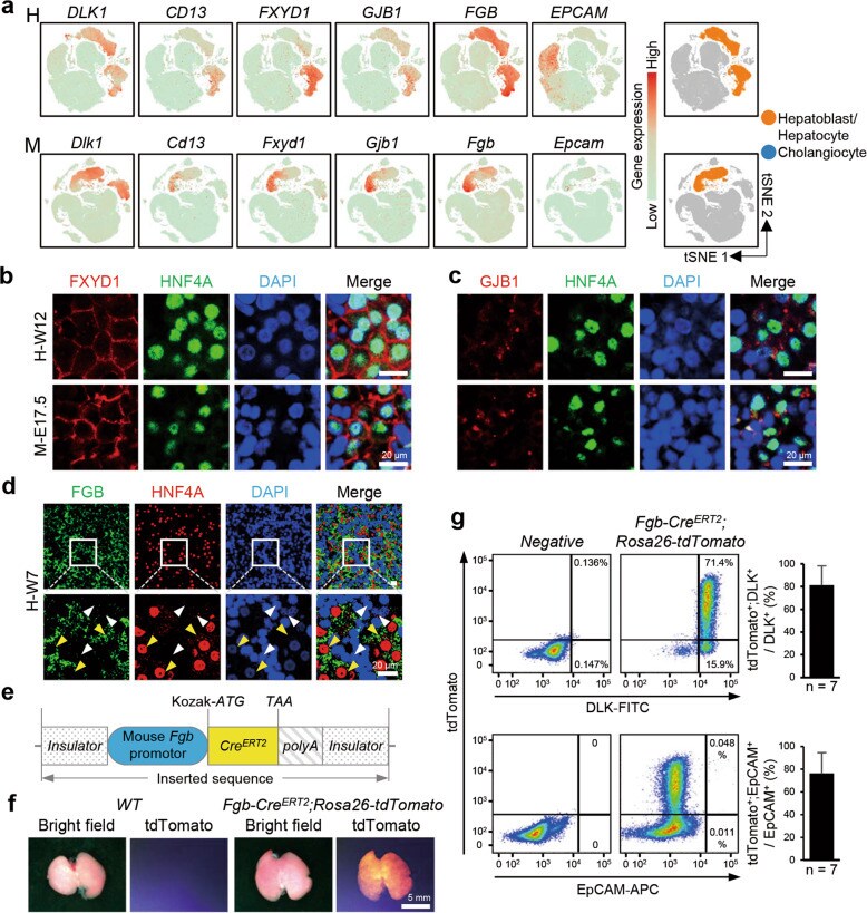 CD326 (EpCAM) Antibody, APC (17-5791-82)