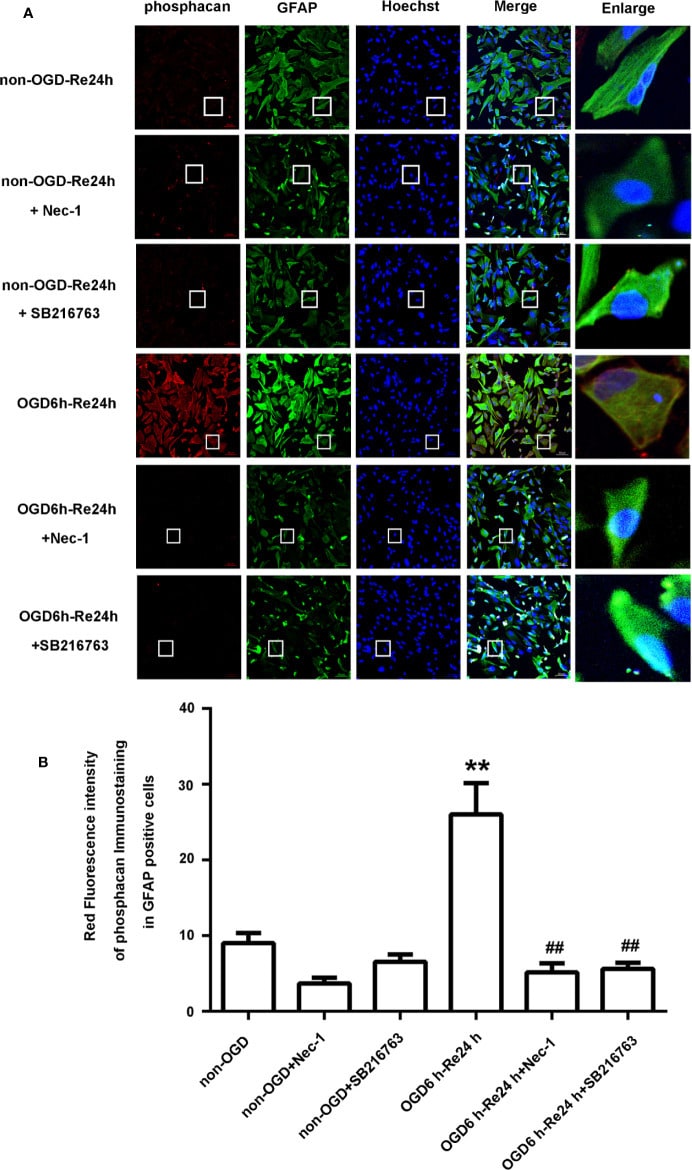 GFAP Antibody, Alexa Fluor™ 488 (53-9892-82)