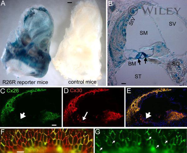 Connexin 26 Antibody (71-0500)