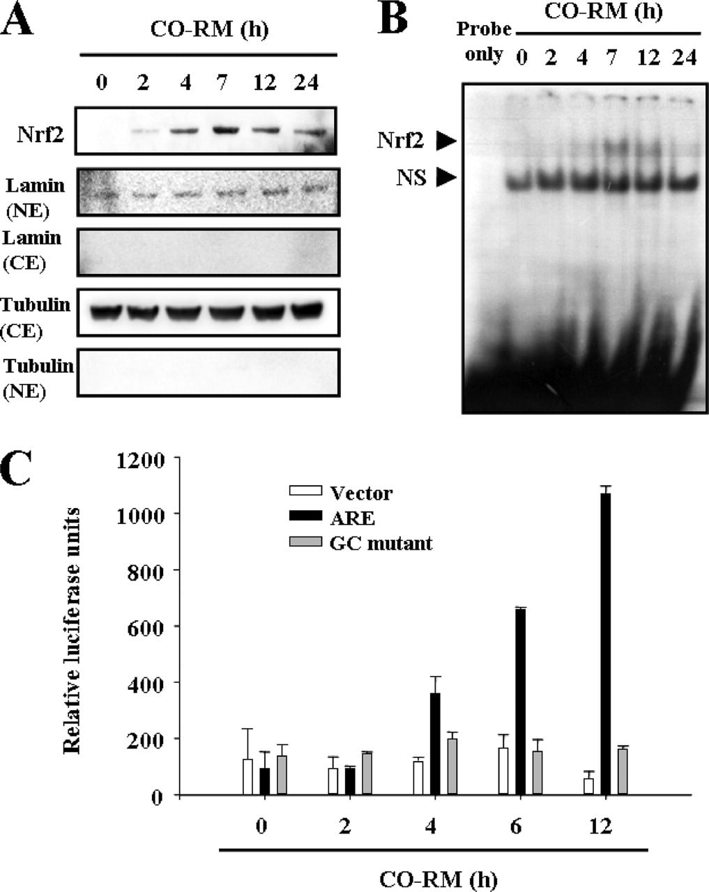Lamin B1 Antibody (33-2000)