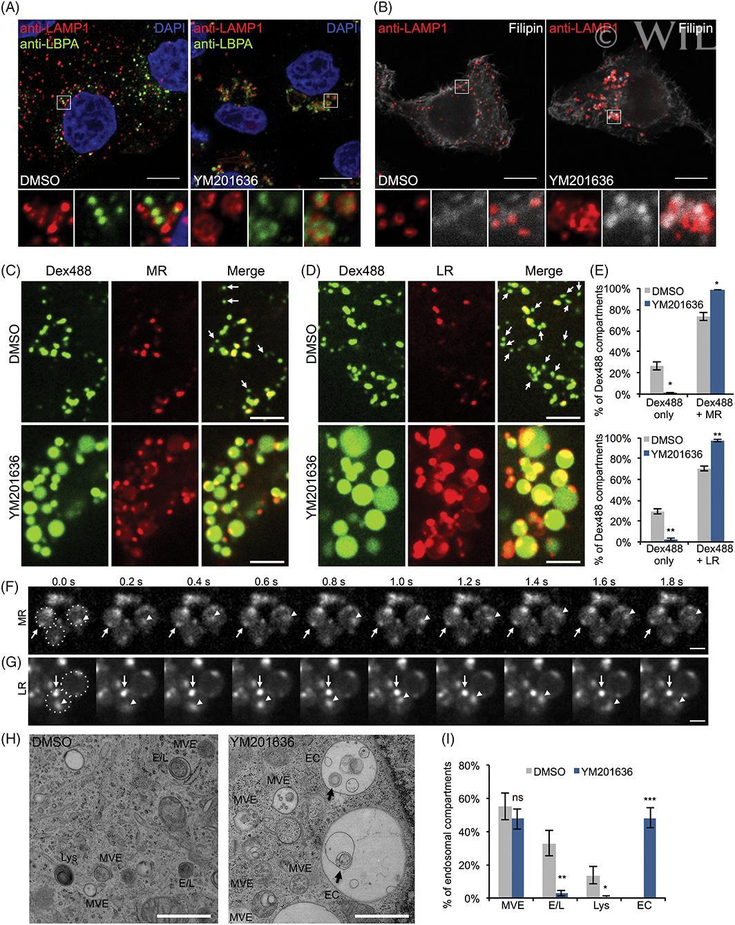 LAMP1 Antibody (PA1-654A)
