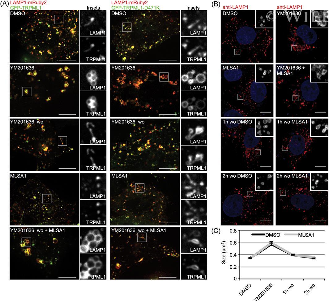 LAMP1 Antibody (PA1-654A)