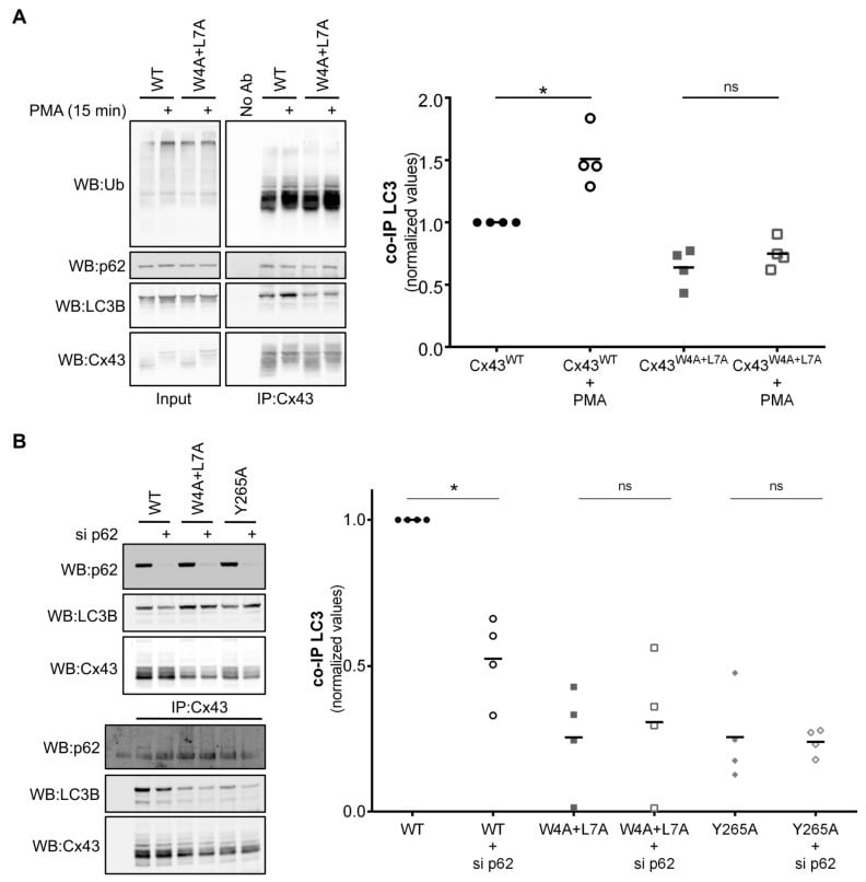 LC3B Antibody (PA1-16930)