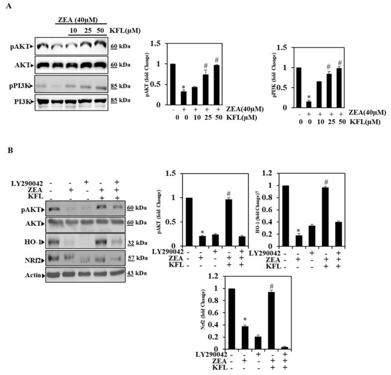 Phospho-PI3K p85 alpha (Tyr607) Antibody (PA5-104853)