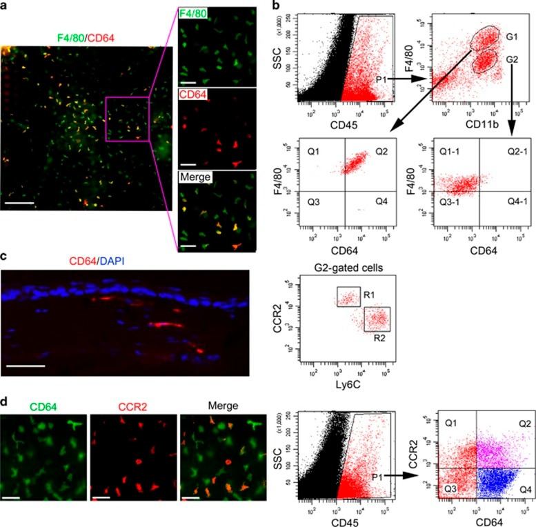 F4/80 Antibody, eFluor™ 450 (48-4801-82)